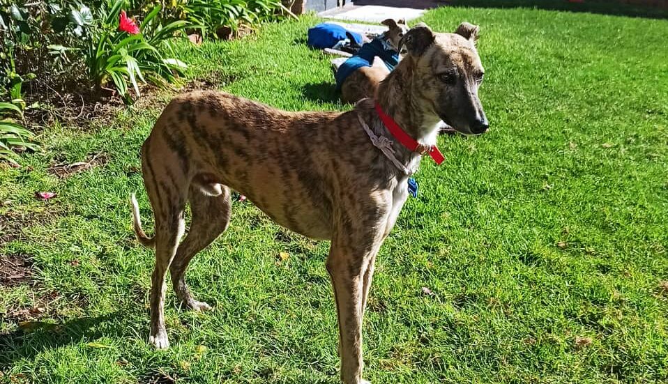 Fernet | Adopta un Galgo en Argentina