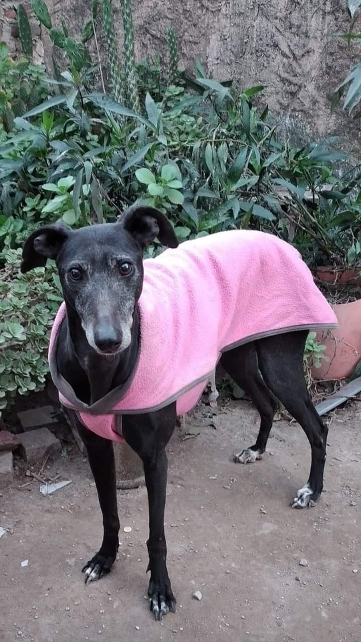 Mumby | Adopta un Galgo en Argentina